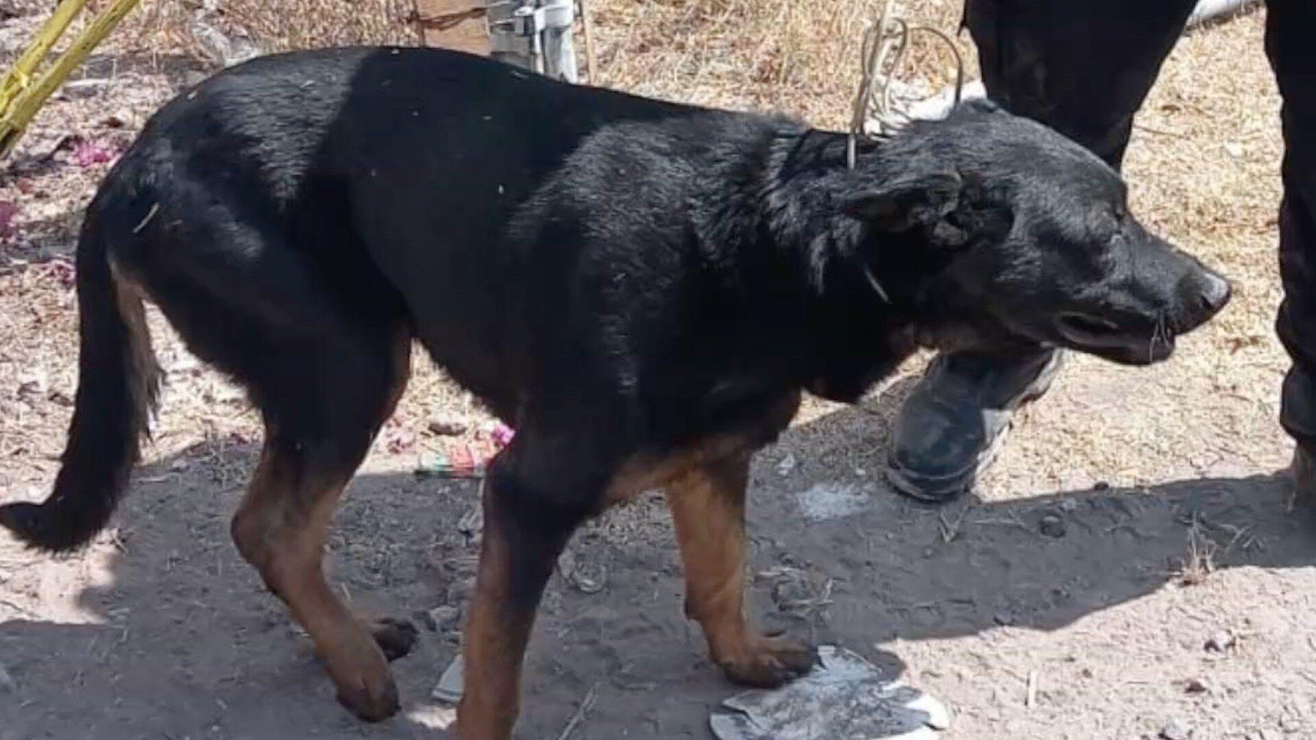 Perro es Salvado por un Bombero de Morir Quemado Durante un Incendio en ...
