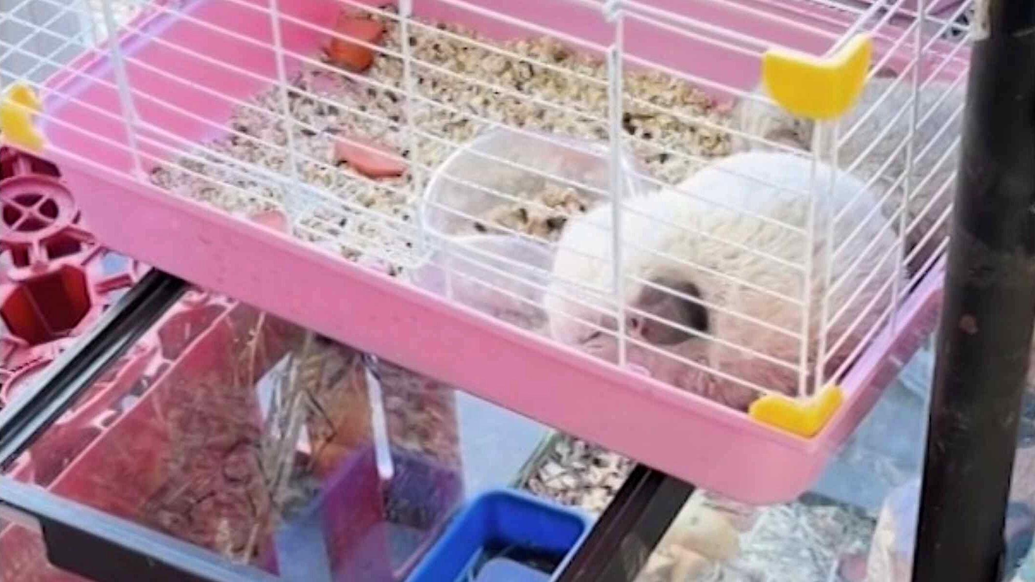 De Mini Pigs a Tarántulas: Venden Animales de Forma Clandestina en ...