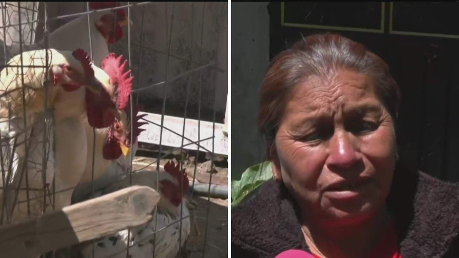 "El Agua se Llevó mis Pollitos": La Corriente de la Mega Fuga en ...