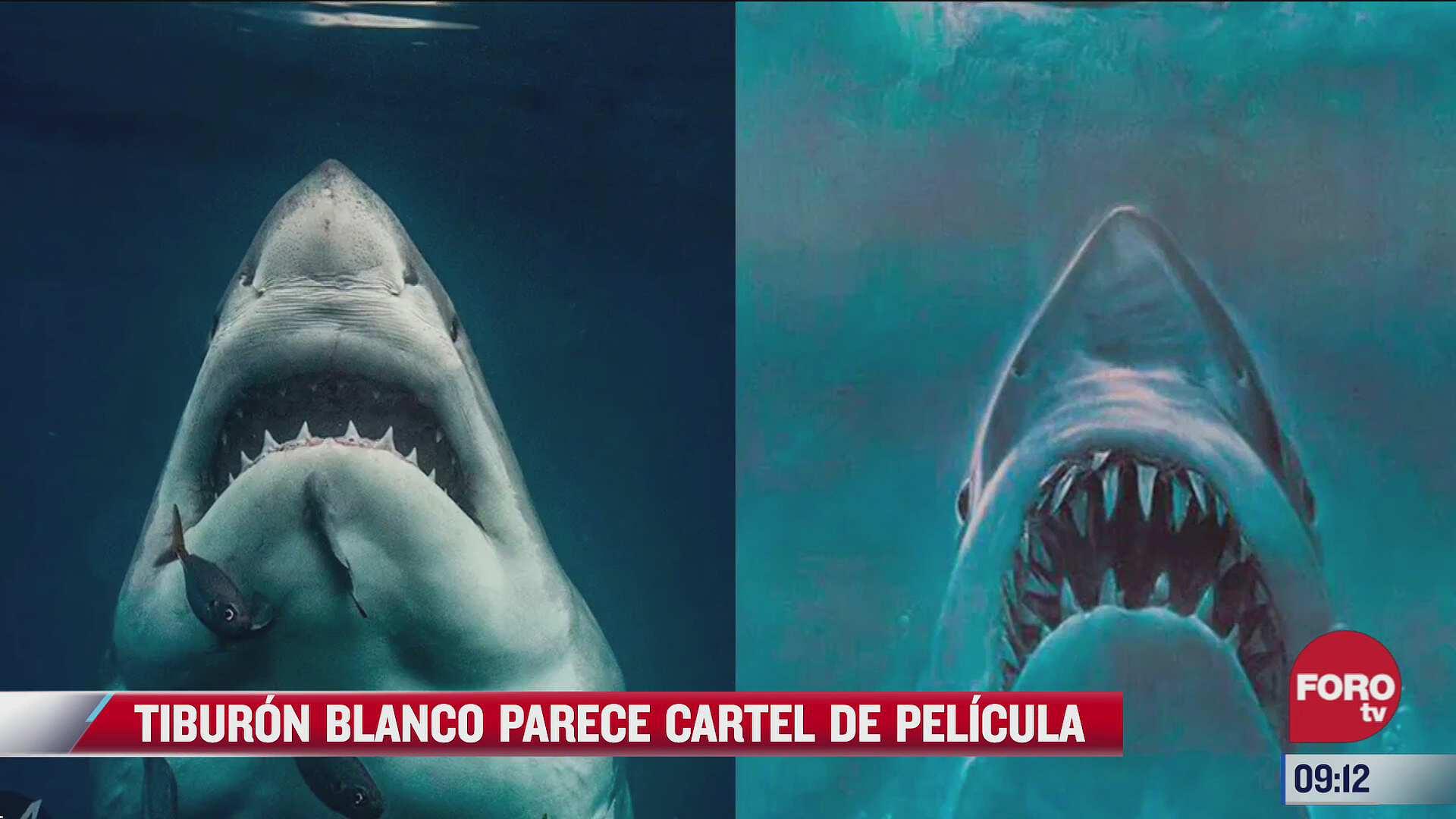 Foto de tiburón blanco se hace viral por recordar a póster de “Jaws”