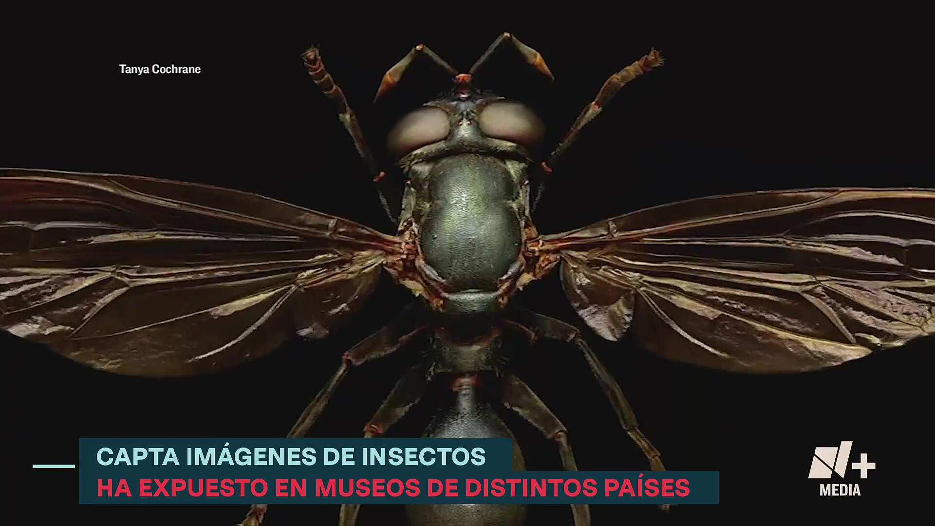Fotógrafo presenta impresionantes imágenes de insectos