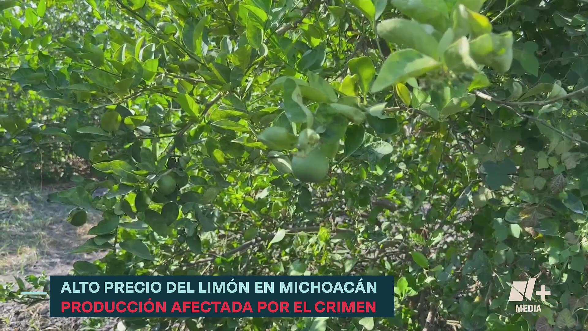 Producción de limón en Michoacán, afectada por el crimen organizado