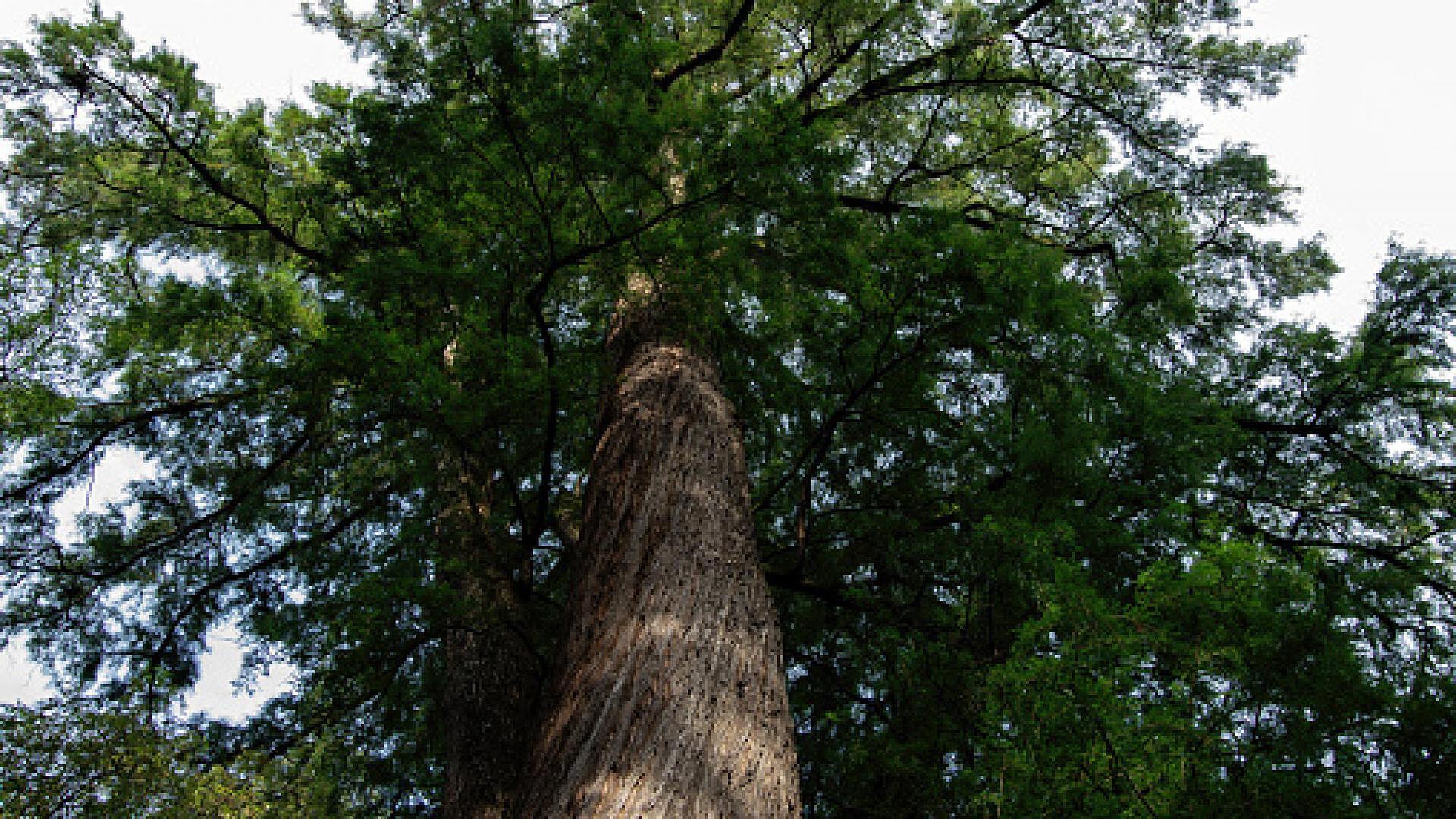 ¿Cuál es la importancia del ahuehuete para México? | N+