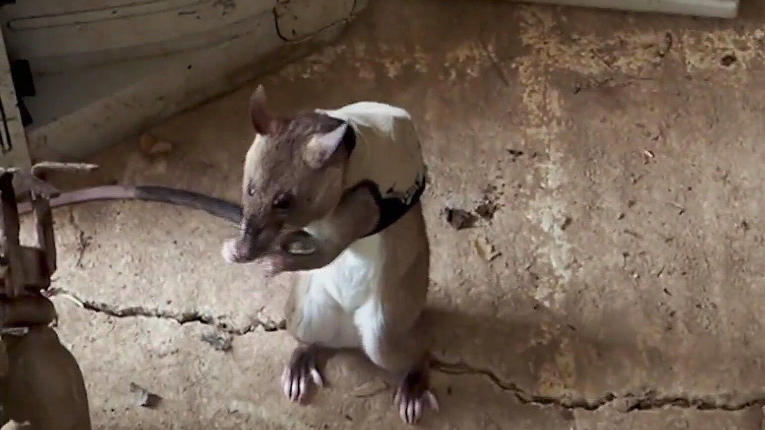 Entrenan a ratas africanas para operaciones de recate de personas