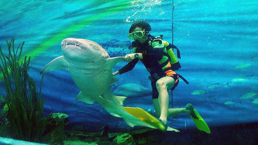 The Legacy El Documental Sobre La Importancia De Los Tiburones