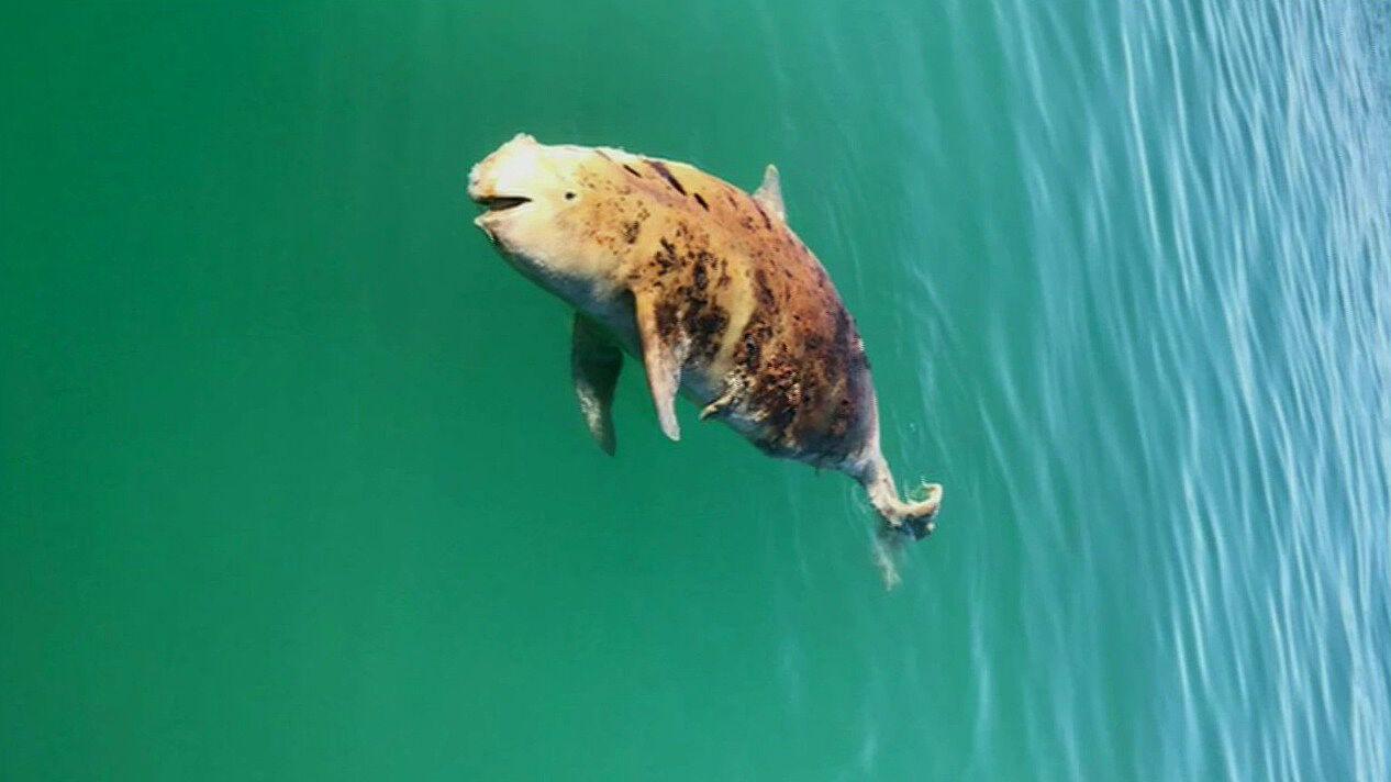 ¿Cuántas vaquitas marinas quedan en el mundo?