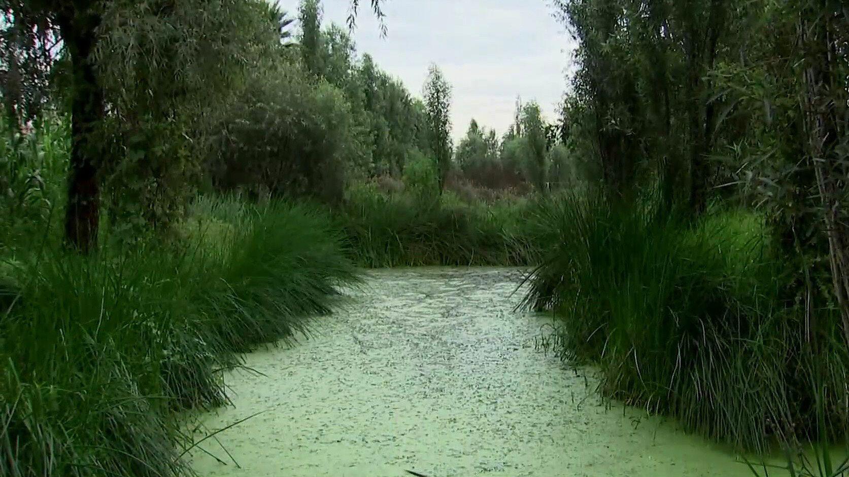 ¿Qué es y cómo se trabaja una chinampa en Xochimilco?