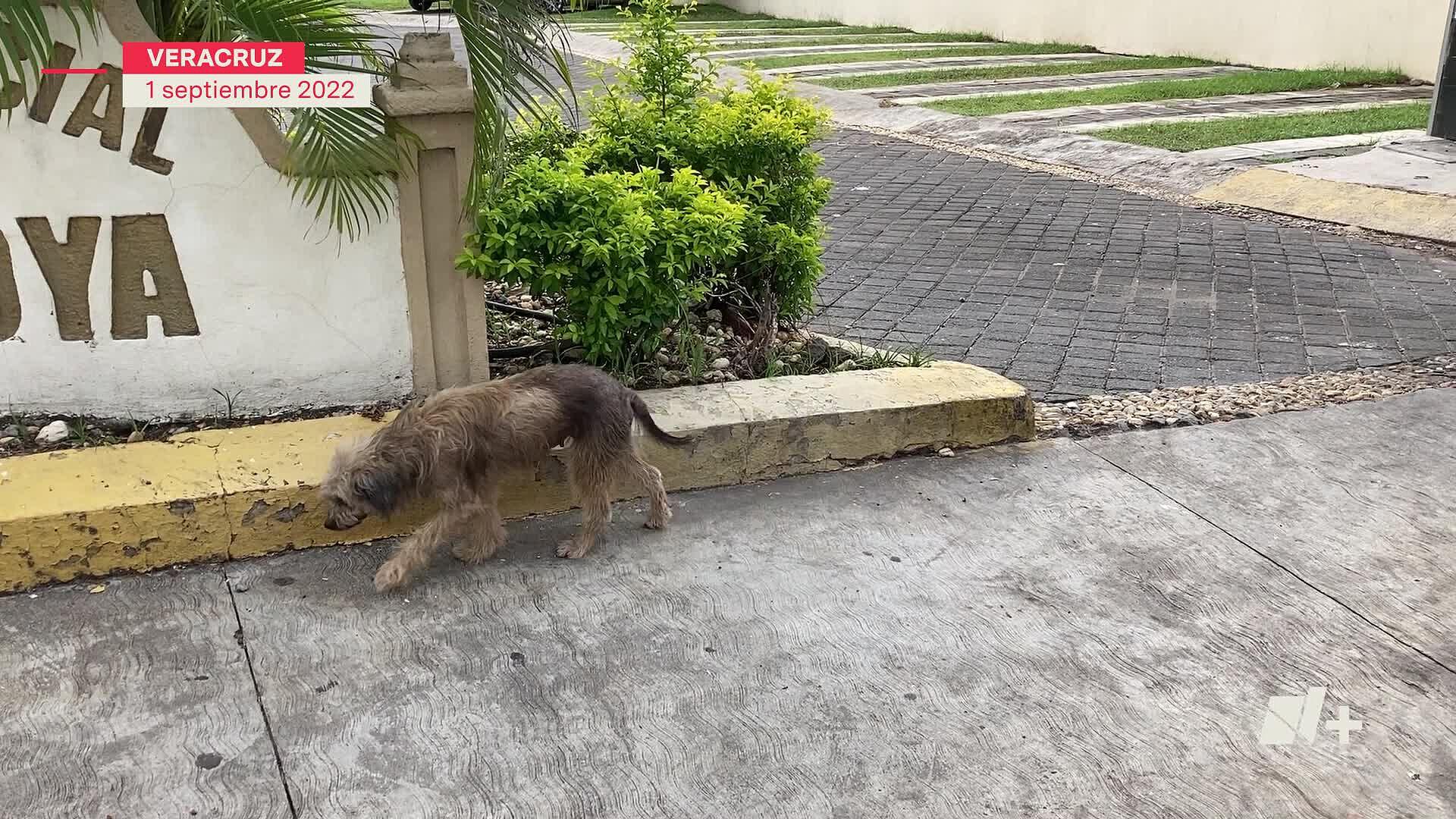 México tiene el primer lugar en perros callejeros | N+
