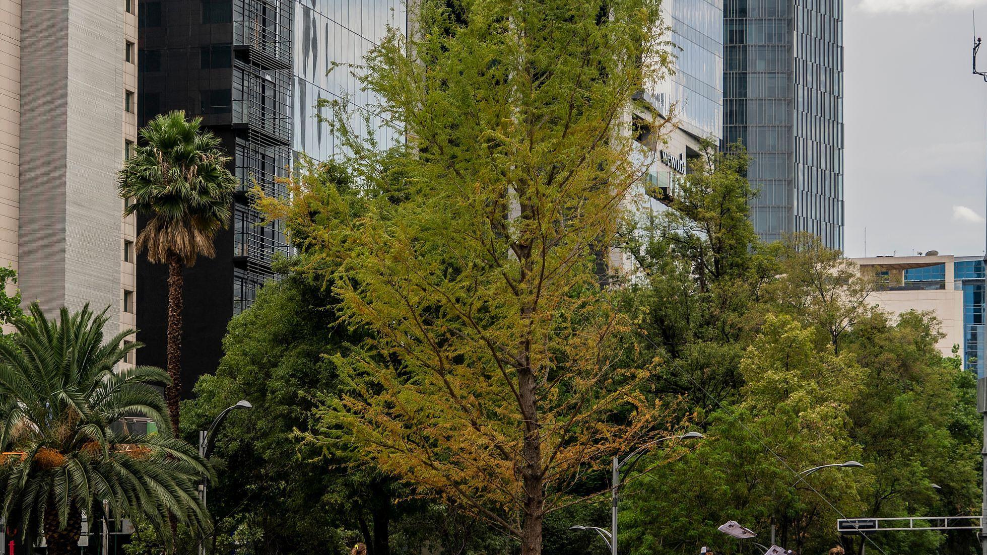 Así se Ve el Ahuehuete de Paseo de la Reforma