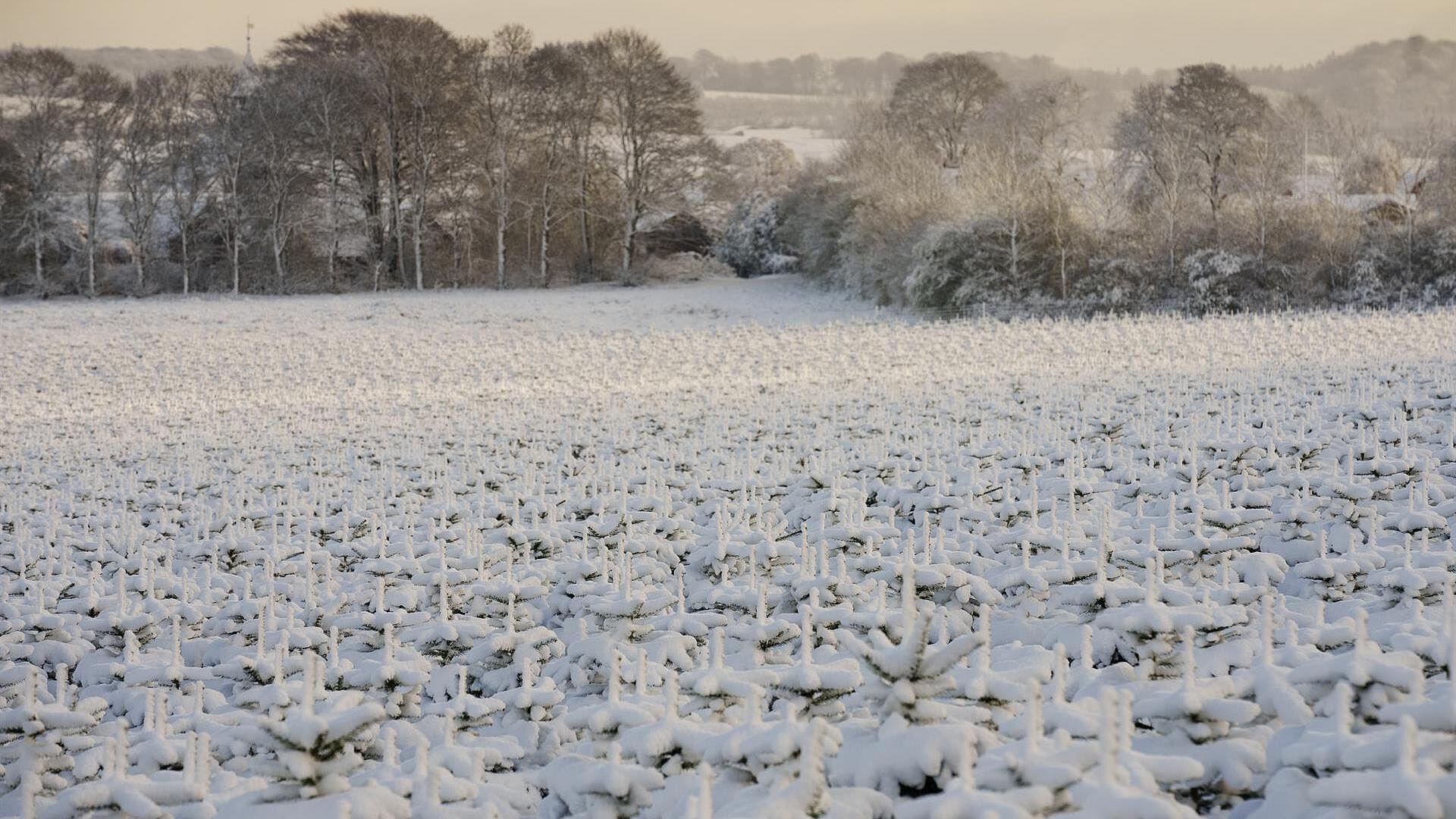 ¿Cómo se Forma la Nieve?