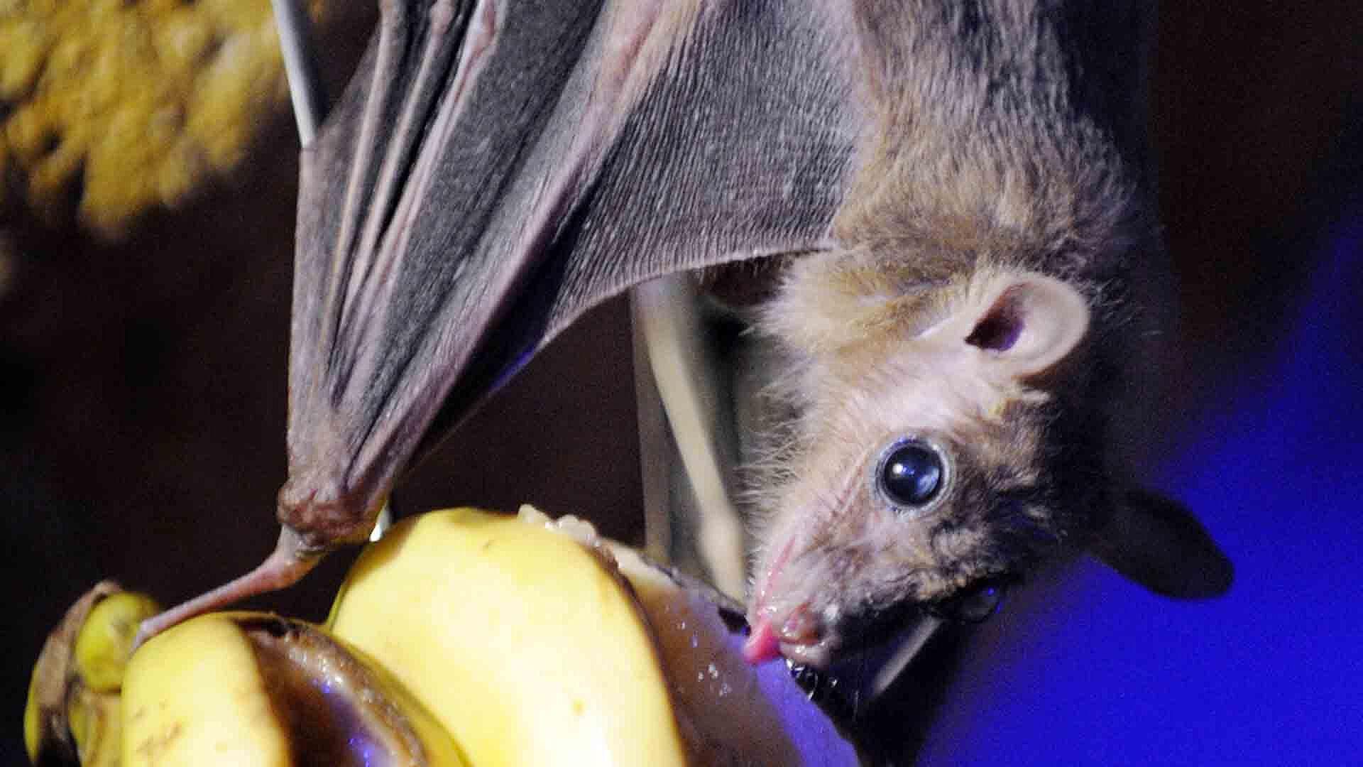 La Importancia de Los Murciélagos en La Polinización