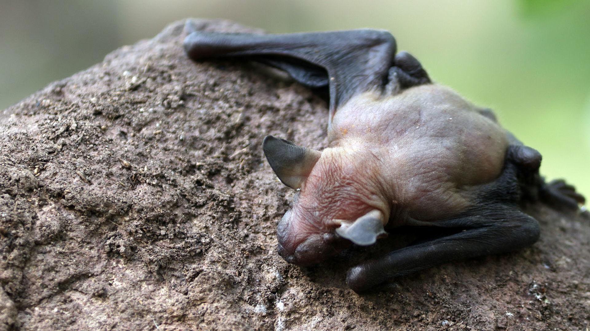 ¿Qué es la Rabia y Cuál es su Tratamiento?