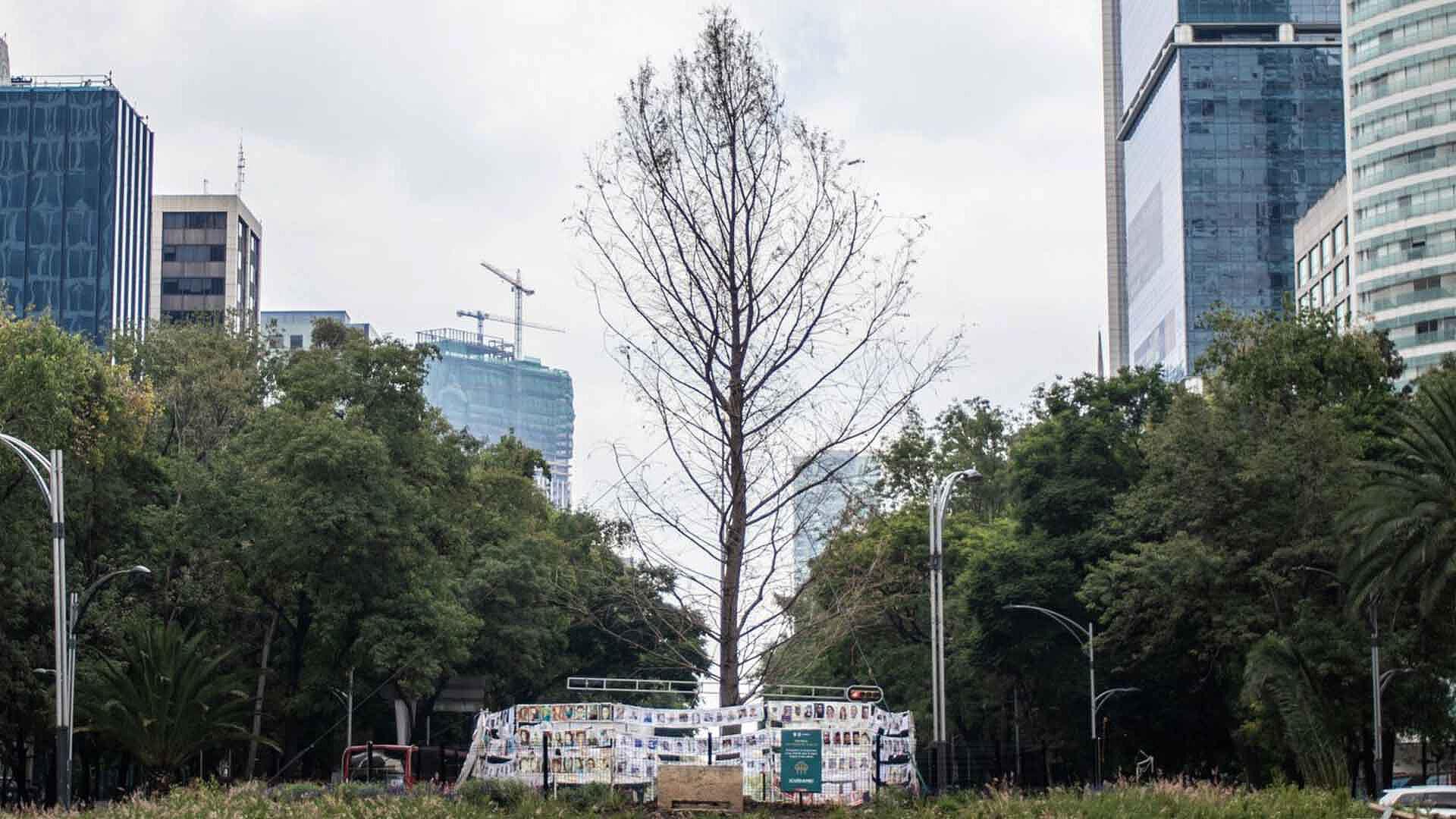 Así Luce el Árbol Ahuehuete de Paseo de la Reforma en CDMX | N+
