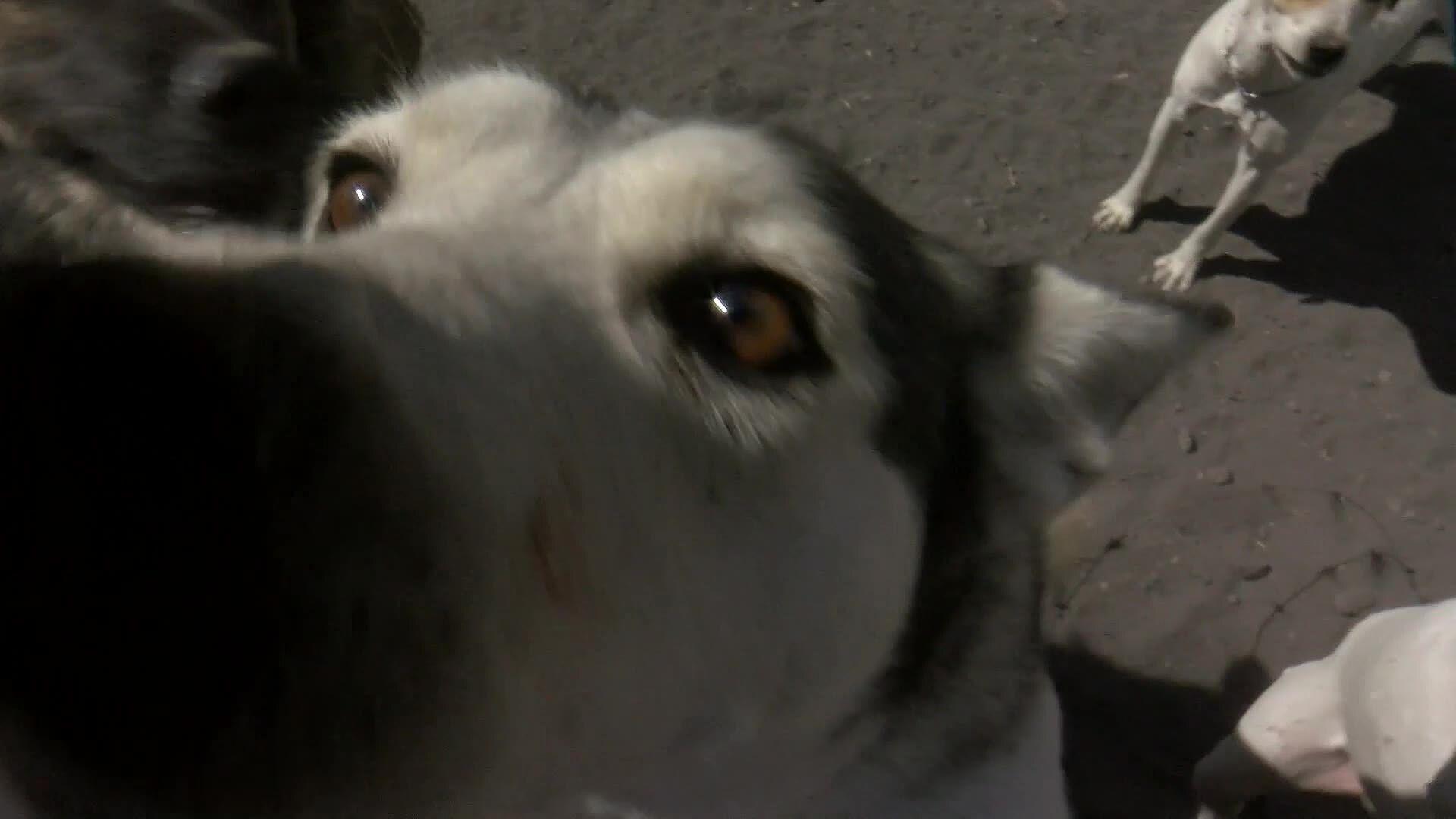 Animal Sheppard Es Un Santuario Para Animales Rescatados | N+