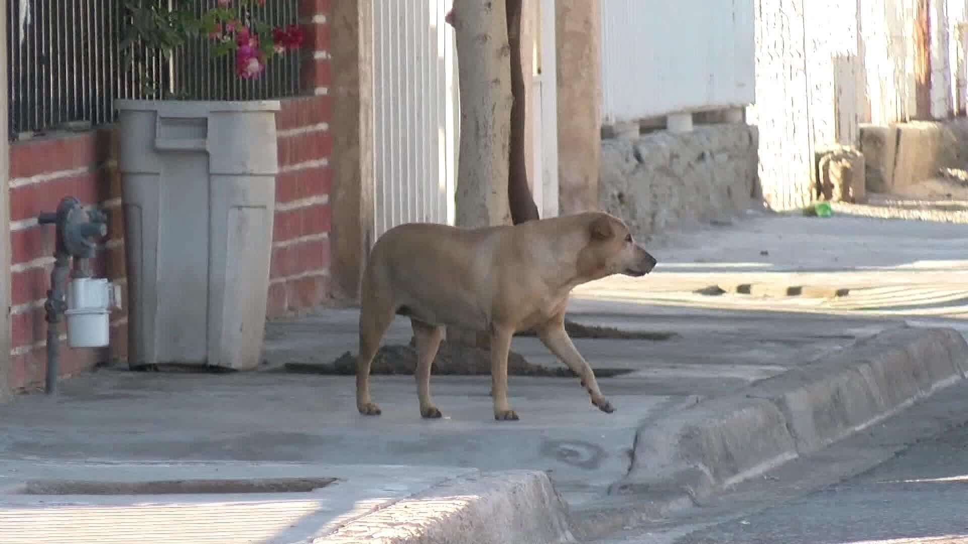 Más de 350 Mil Perros Viven en las Calles de Mexicali | N+