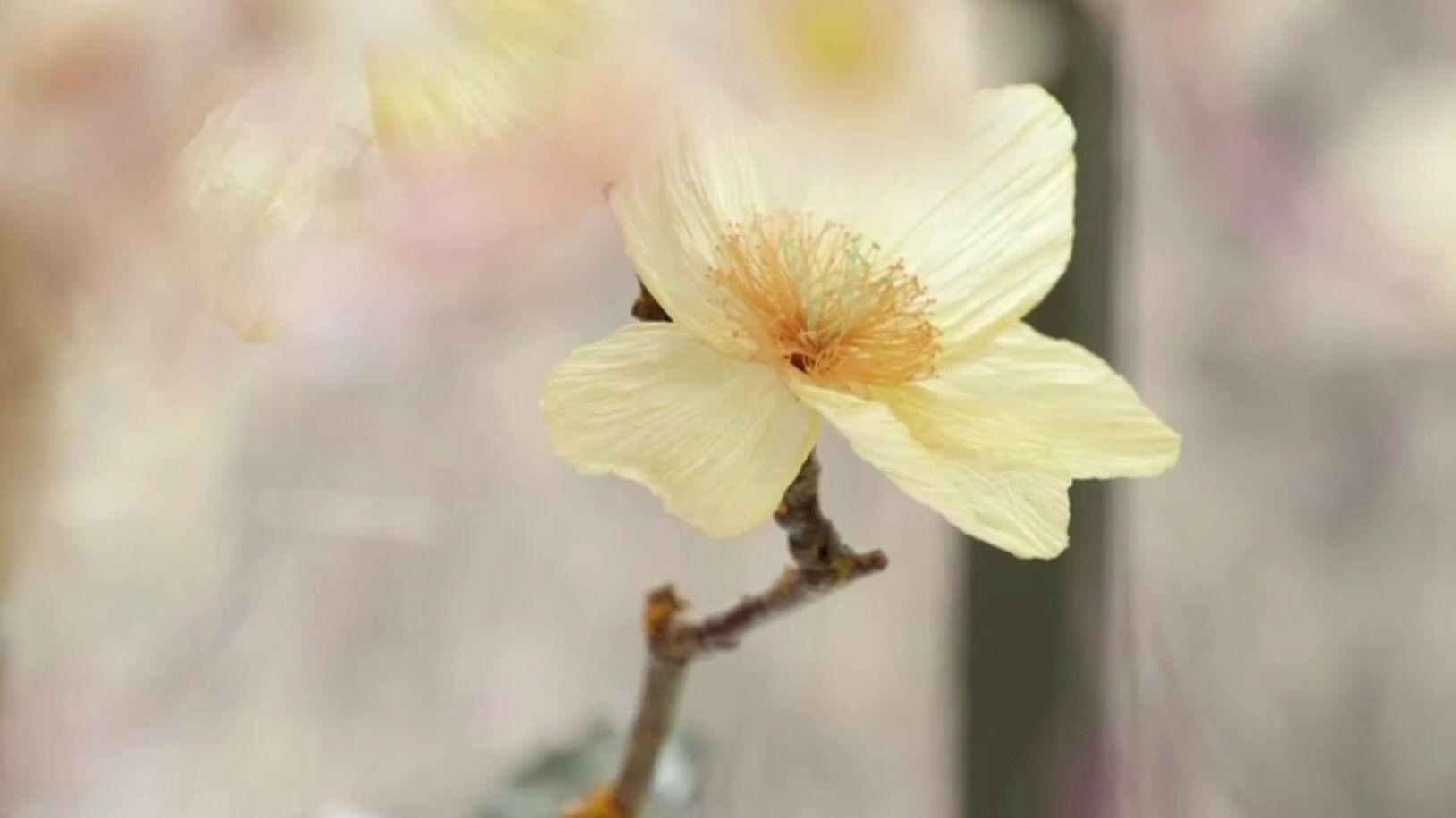 Crean Flores Artificiales que Parecen Reales | N+