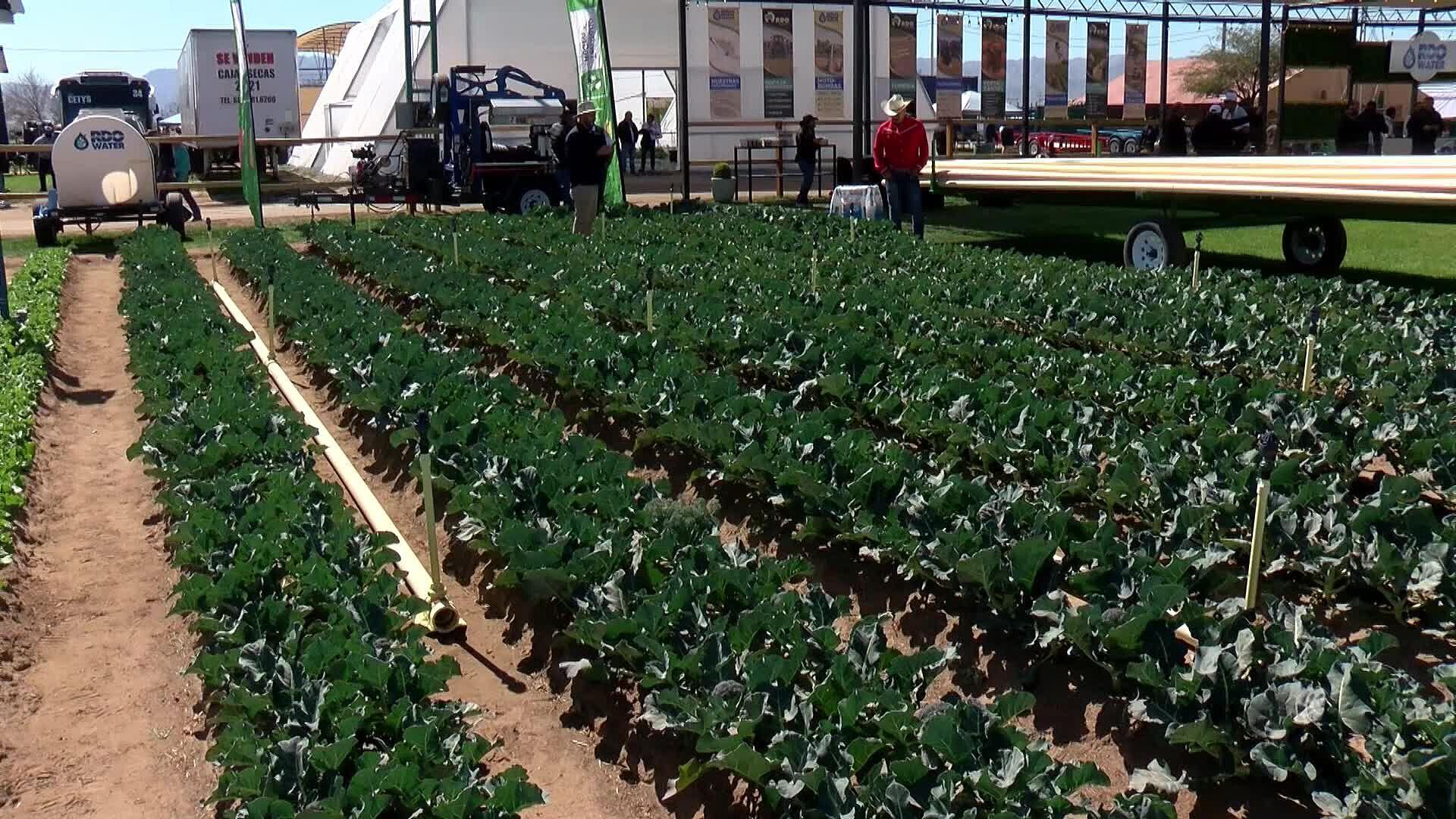 Expo AgroBaja, Reúne lo Mejor de la Agricultura de Mexicali | N+