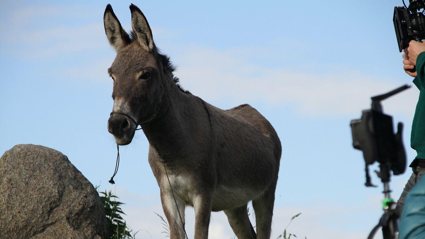 ‘EO’, la Película de un Burro que Visibiliza el Maltrato Animal | N+