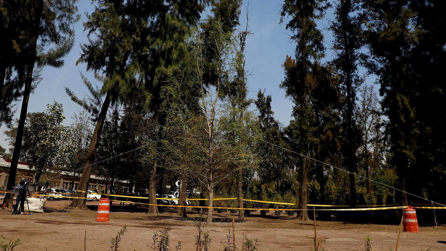 Así Es el Nuevo Ahuehuete que Plantarán en Reforma, CDMX | N+