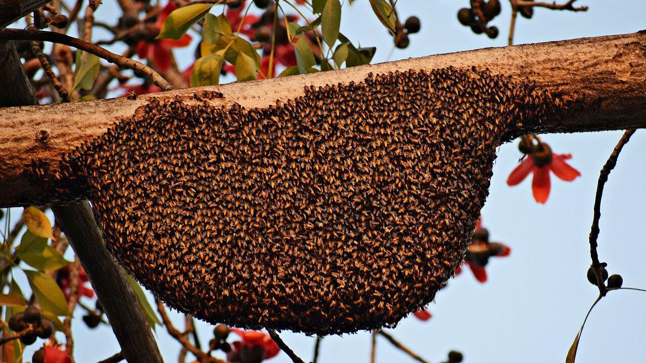 ¿Qué Hacer si Encontramos un Panal de Abejas? | N+