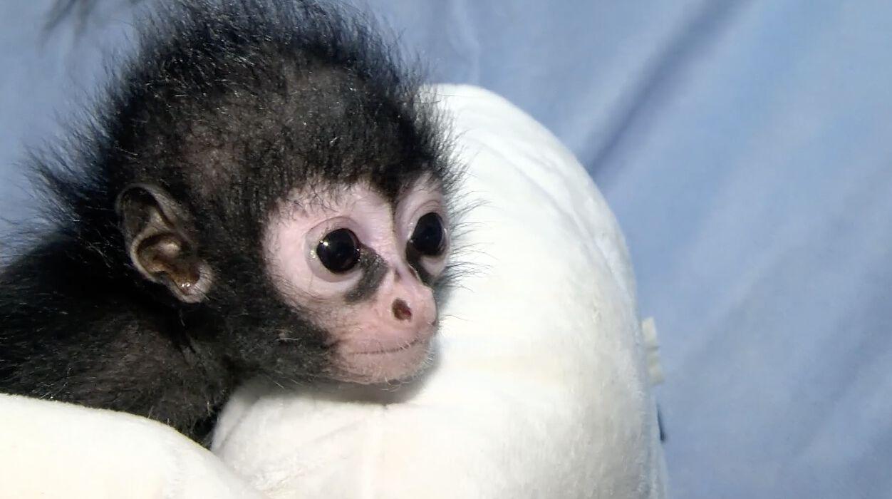 Primera Cría de Mono Araña Nace en Mexicali; Especie en Peligro de ...