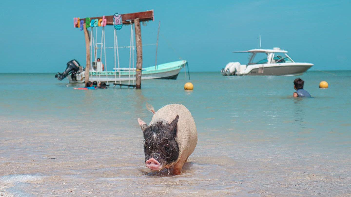 ¿Porky, Eres Tú? Así es la Pig Beach en Yucatán | N+