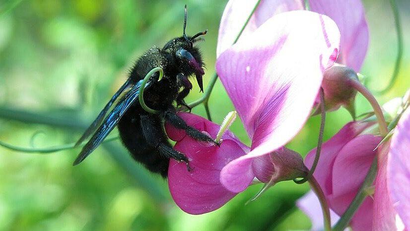 Abeja Negra Lucha por las Preservación de estos Insectos | N+