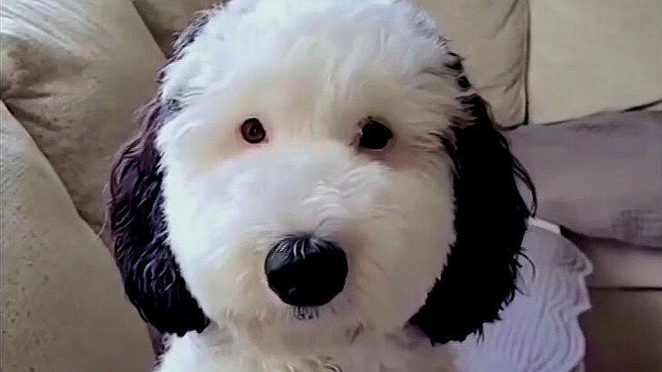 Snoopy Tiene su Versión en el Mundo Real | | N+