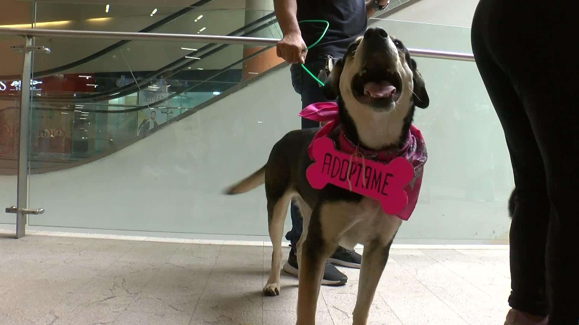 Desfile de Perritos en Adopción en Plaza Comercial | N+