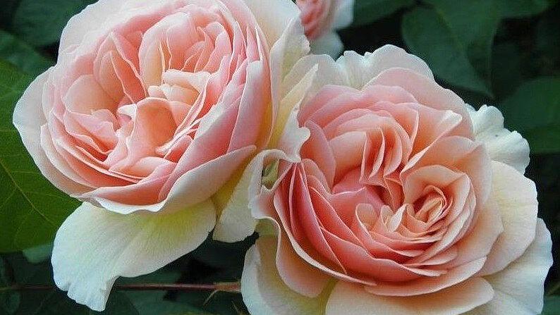 ¿Cuánto Cuesta el Ramo de Rosas Más Caro del Mundo? | N+