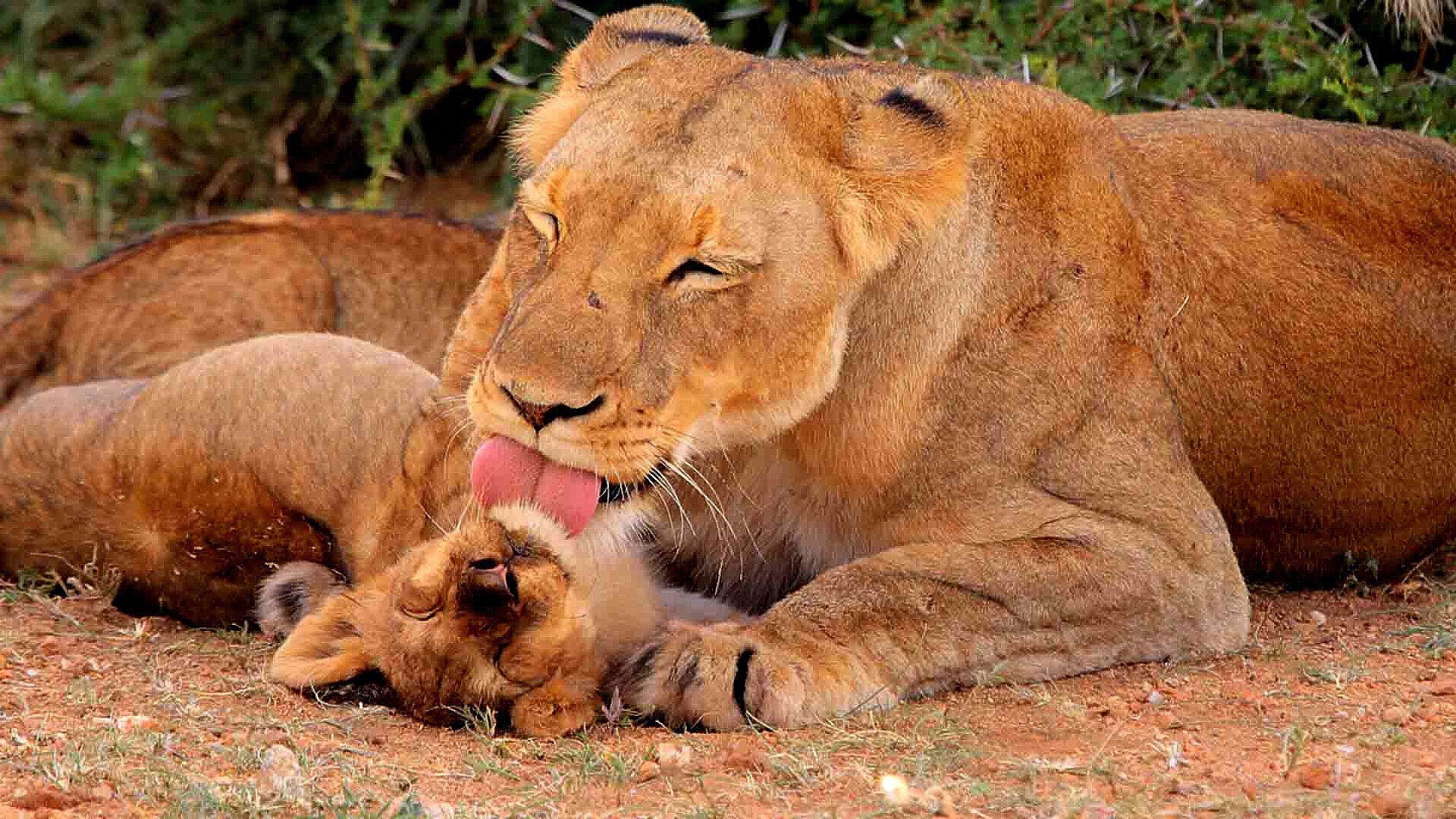 ¿Cuáles son las Madres Más Abnegadas del Reino Animal? | N+