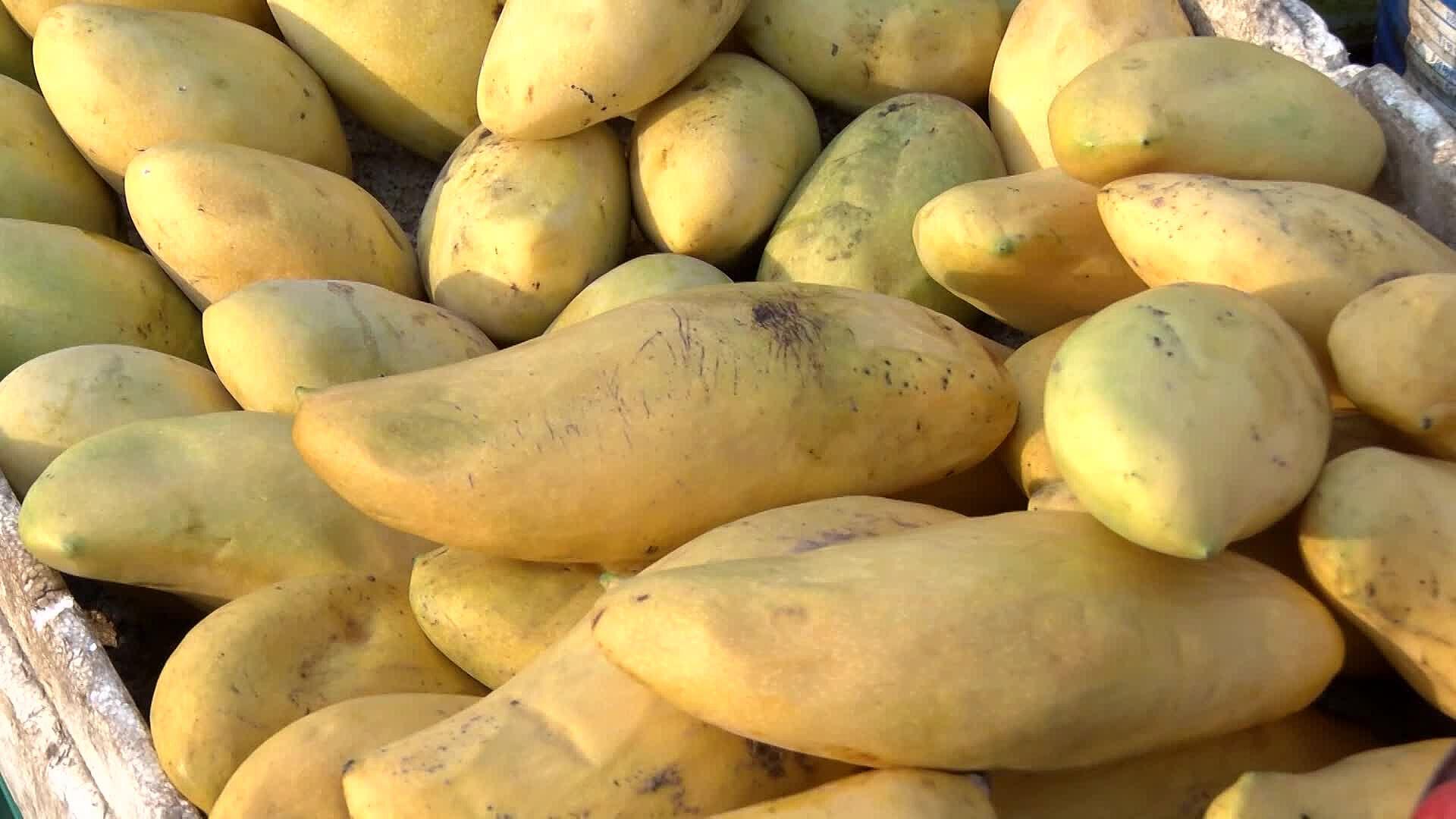 ¿Ya Conoces el Mango Plátano? | N+