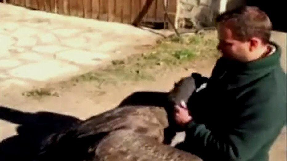 Cóndor Regresa a Saludar al Hombre que lo Curó Siendo Polluelo | Cóndor ...