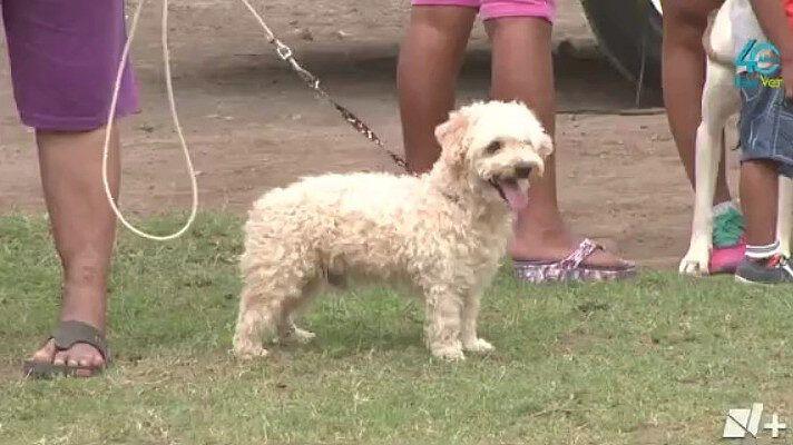 Huellitas | Enfermedades de Transmisión Sexual en Perros | N+