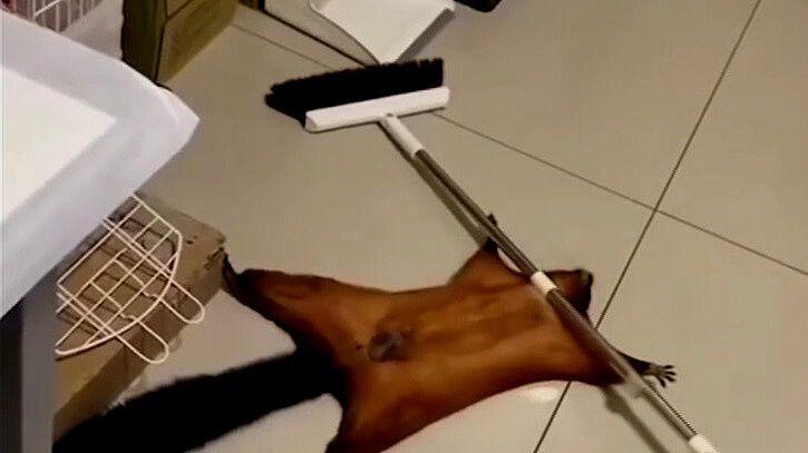 La Ardilla más Dramática del Mundo Finge su Propia Muerte | N+