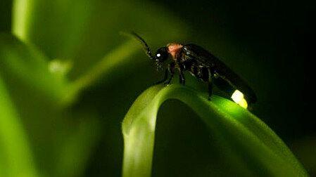 Nombran Nueva Especie de Luciérnaga en Honor Julieta Fierro | N+