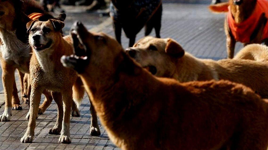 Jauría de Perros Ataca a Hombre en Naucalpan | N+