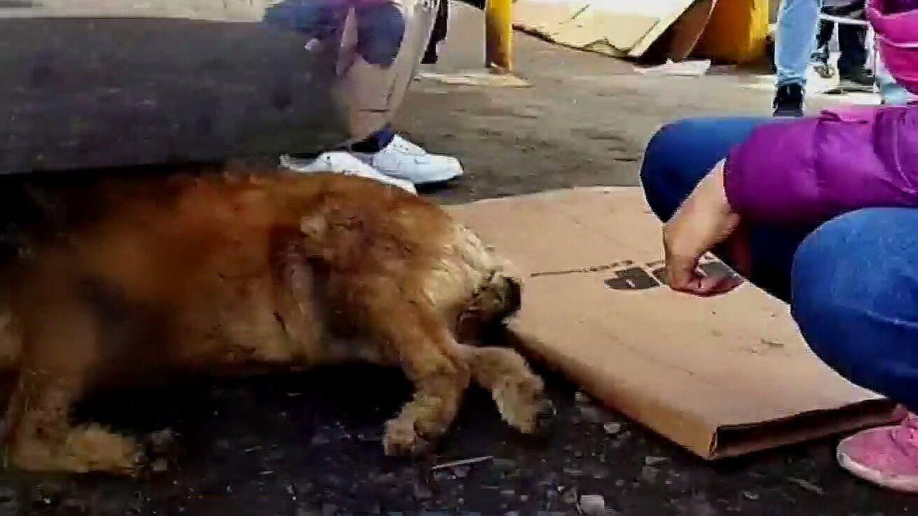 Así Se Resguardó Perrito 'Barbitas' de Incendio en Central de Abasto de ...