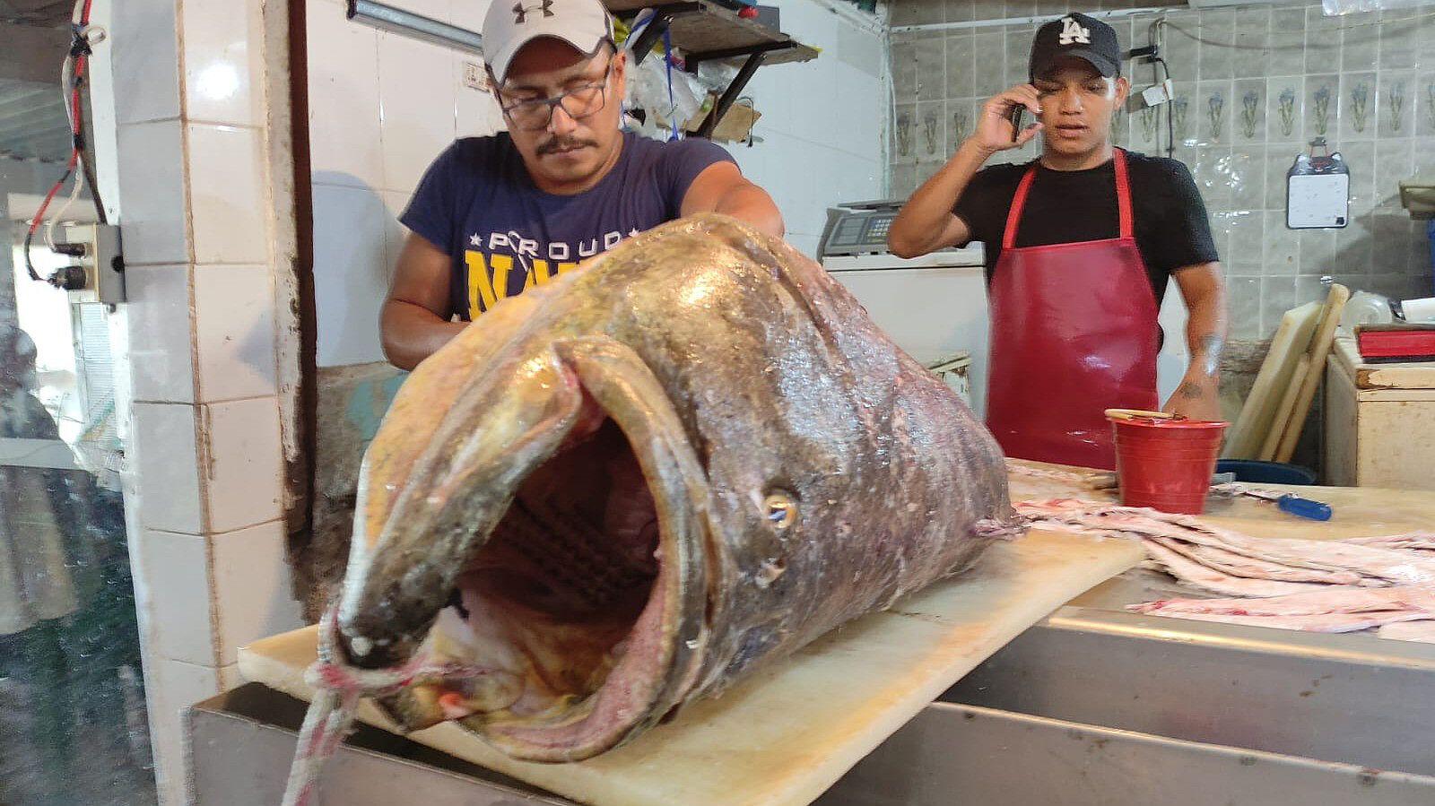 Capturan Pez Cherna de 90 Kilos en Coatzacoalcos | N+