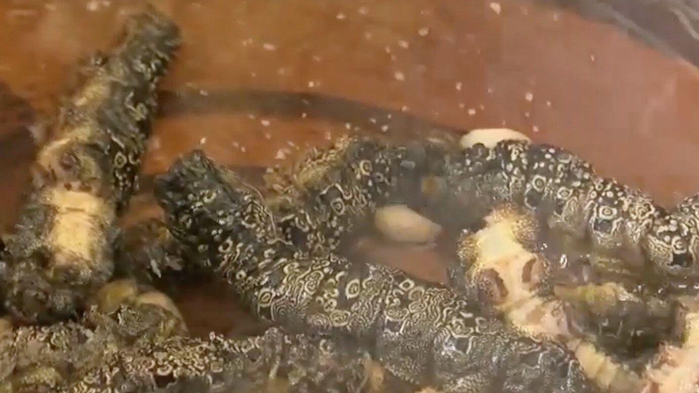 Las Cuetlas: ¿Comerías Larvas de Mariposa? | N+