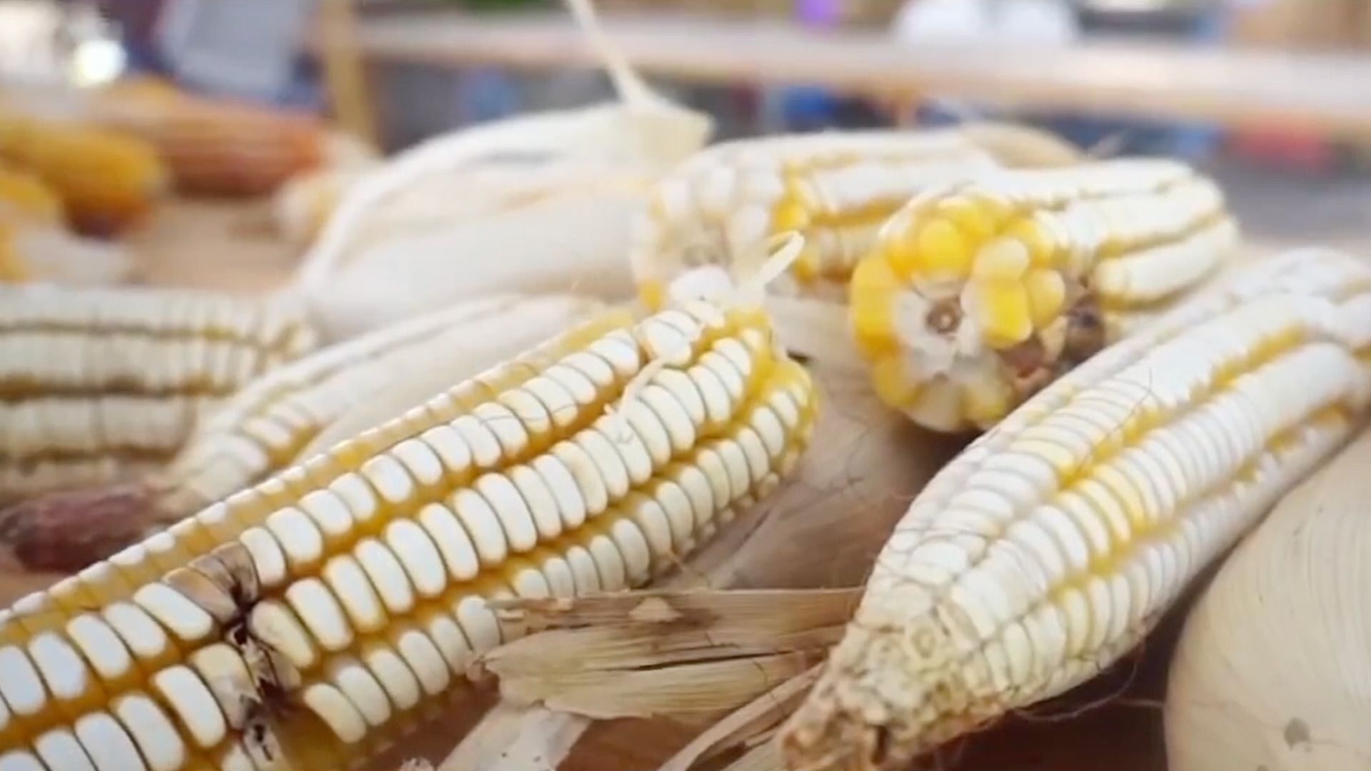 México Importó 18 Millones de Toneladas de Maíz en 2023 | N+