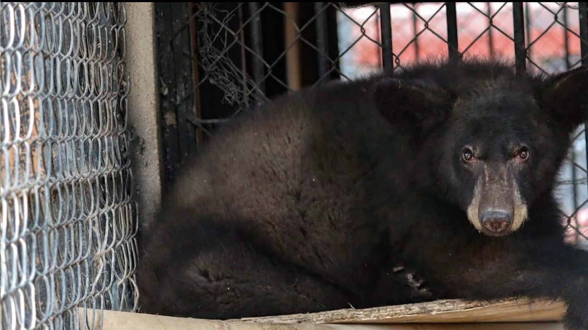 Resguardan Ejemplares de Oso, Lince y Ocelote en Zoológico Tamatán | N+