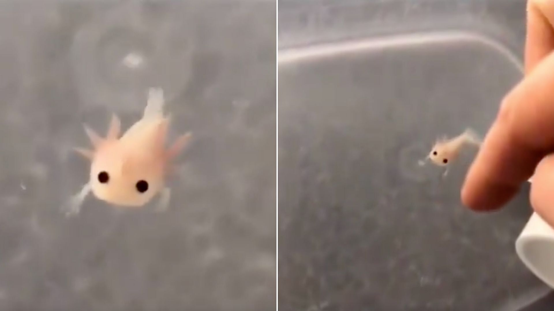 Ajolote Bebé Enamora a Todos con su Primer Nado | N+