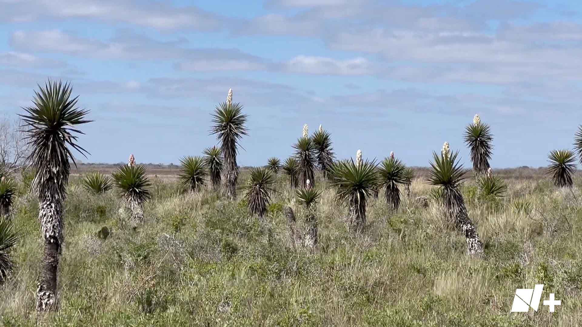 Las "Chochas": Tradición Gastronómica en Tamaulipas | N+ | N+