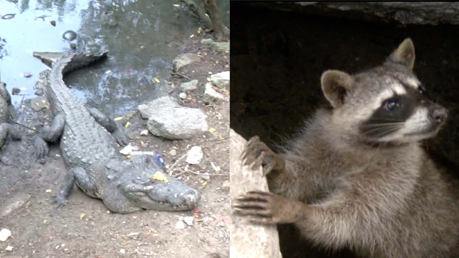 Cocodrilos y Mapaches se Convierten en Atractivo Turístico en Tampico y ...