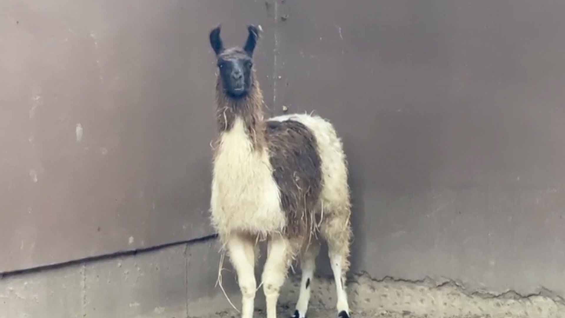 Llegan Nuevos Habitantes al Zoológico Tamatán | N+