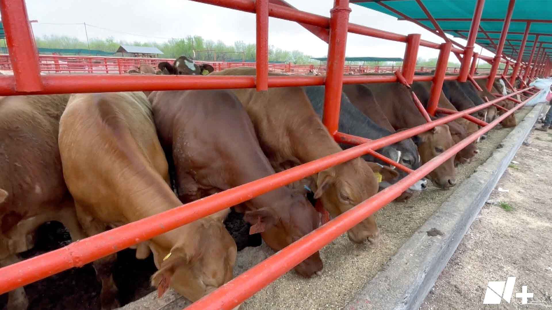 Continúa Exportación de Becerros en Reynosa Pese a Temporada con Sequía ...