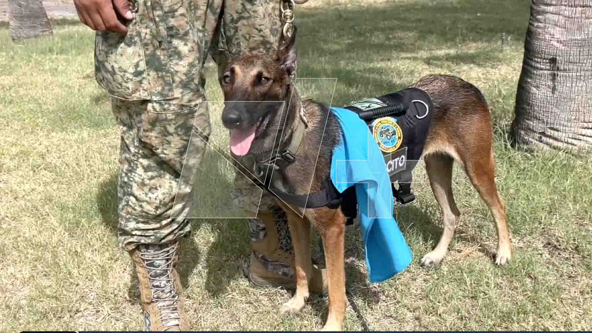 Estos son Los Perros de la DEFENSA que Ayudan a Combatir el Crimen en ...